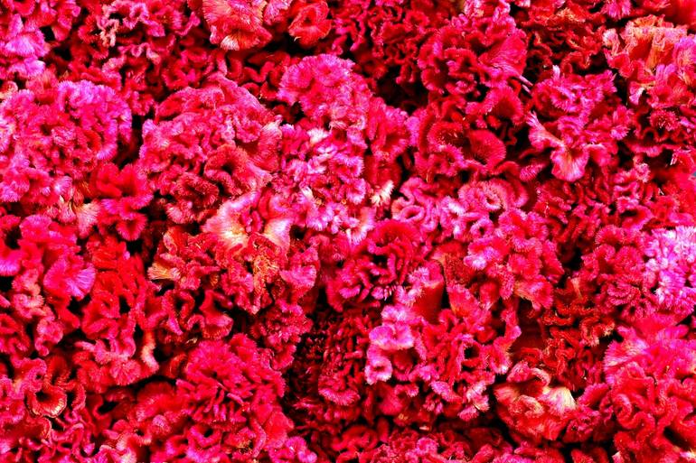 Rooster's Head Flower IV - Limited Edition 1 of 10 Photography by MGS ...