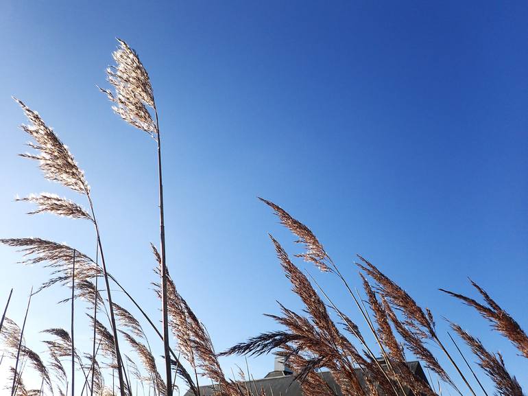 'Reeds and Snape Maltings Concert Hall', Close-up and Personal series ...