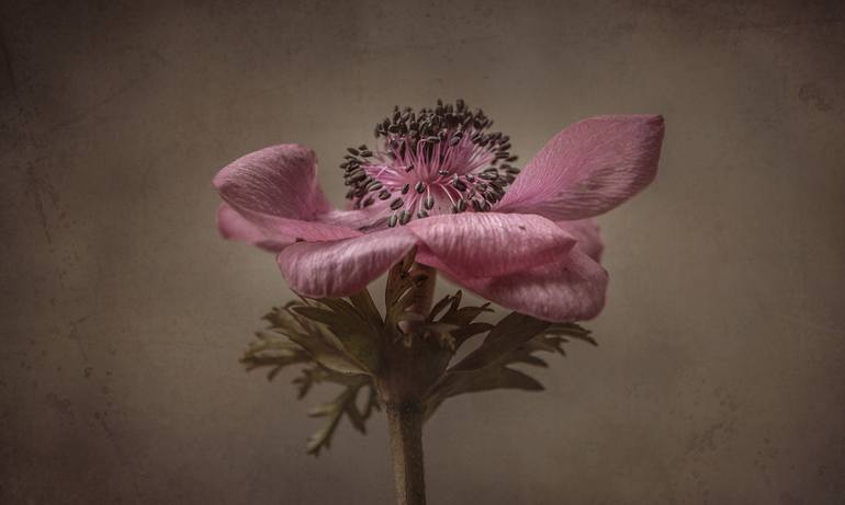 The littlest flower Photography by Jo Rutherford | Saatchi Art