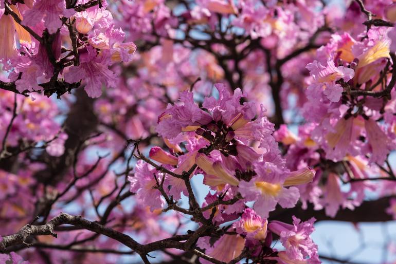 Pink Bloom - Limited Edition 1 of 20 Photography by Ramona Ionescu ...