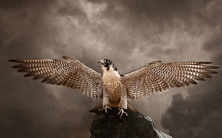 Peregrine falcon on rock - Limited Edition of 12 Photography by Tariq ...