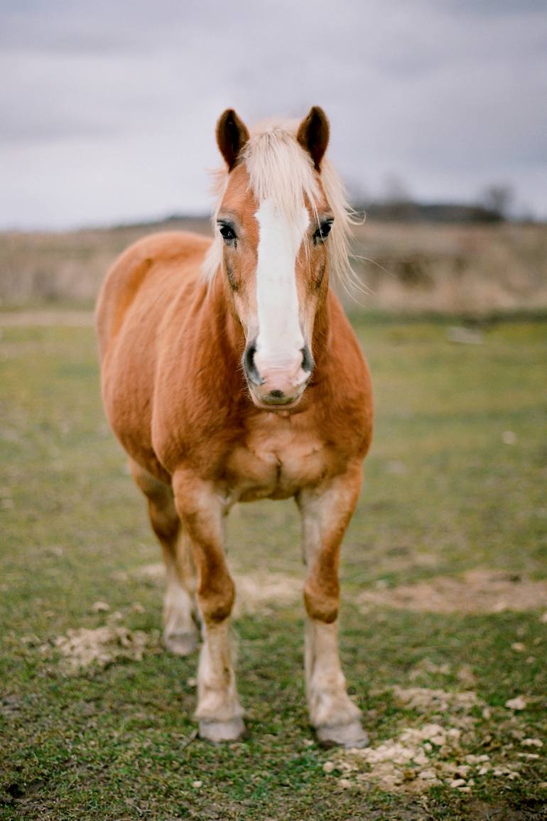 Backyard Pony - Limited Edition 1 of 25 Photography by Jen Badalamenti ...
