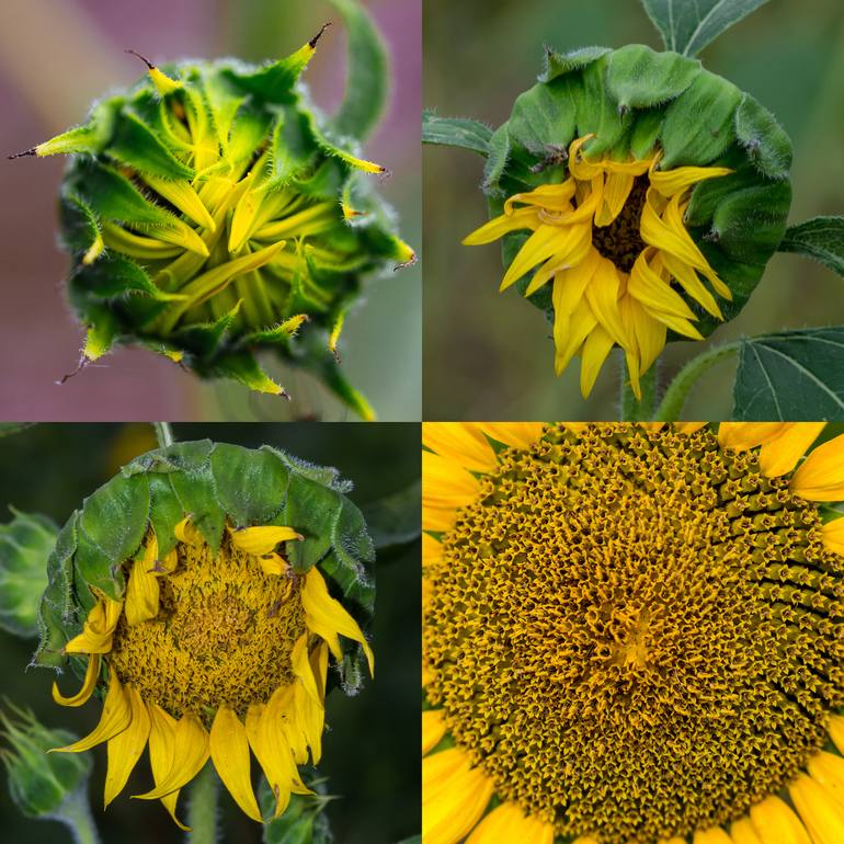 Stage of the Sunflower - Limited Edition 1 of 100 Photography by ...