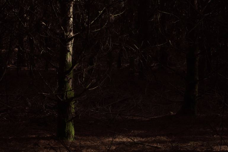 ENCHANTED X-6244 - Limited Edition 1 of 5 Photography by Felix Shumack ...