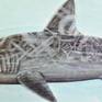 The Shortfin Mako Shark Drawing by Tom Van Herrewege | Saatchi Art