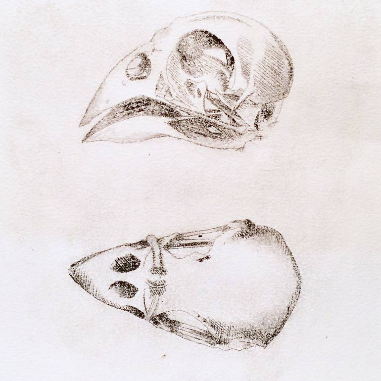 Bird Skull Drawing