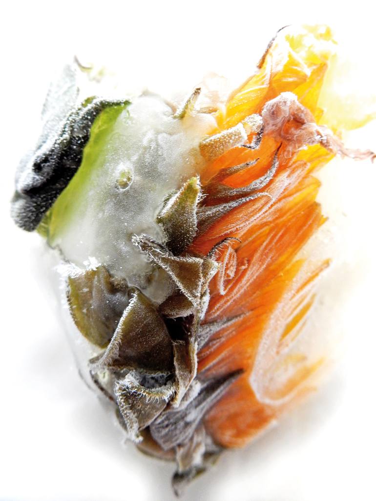 Sunflower ( Frozen Flowers) Photography by Ems Willems | Saatchi Art