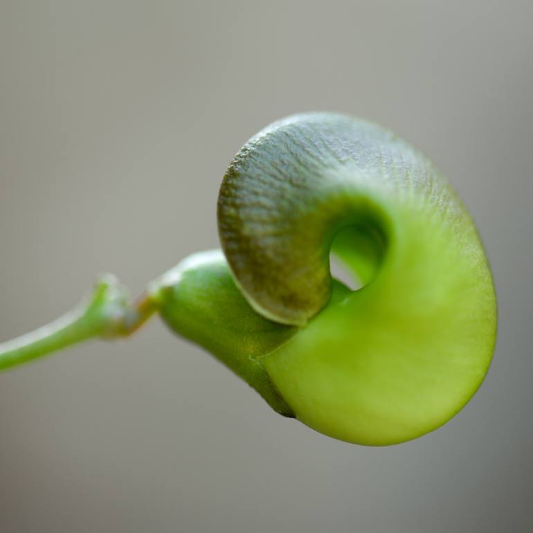 SEED Photography by Phyllis Lane | Saatchi Art