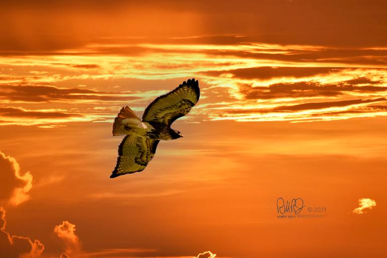 Red Shouldered Hawk - High in a Dramatic Sky Photography by Robert ...