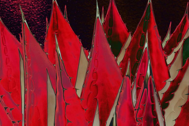 Red Agave - 1/50 Limited Edition Photography by Dirk Gray | Saatchi Art