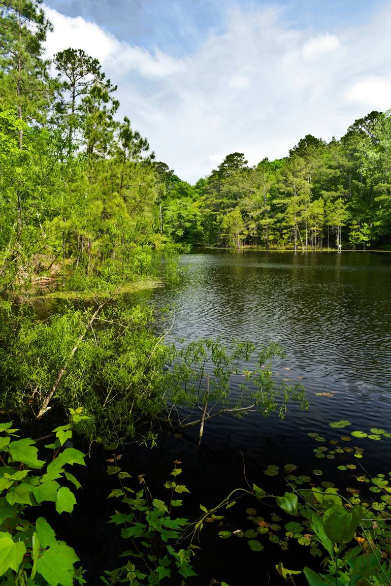 Wetlands Landscape. Photography by Daniel Ravel Fine Art Photography ...