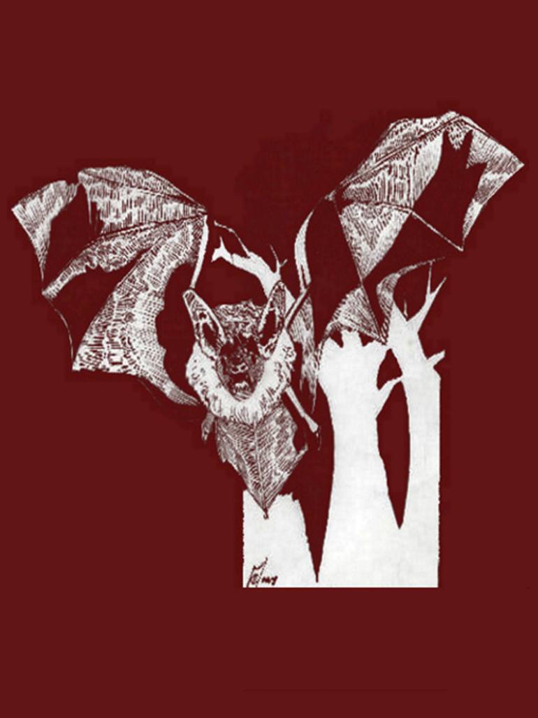 Chiroptera Drawing by Martin Castañon Ithurrat | Saatchi Art