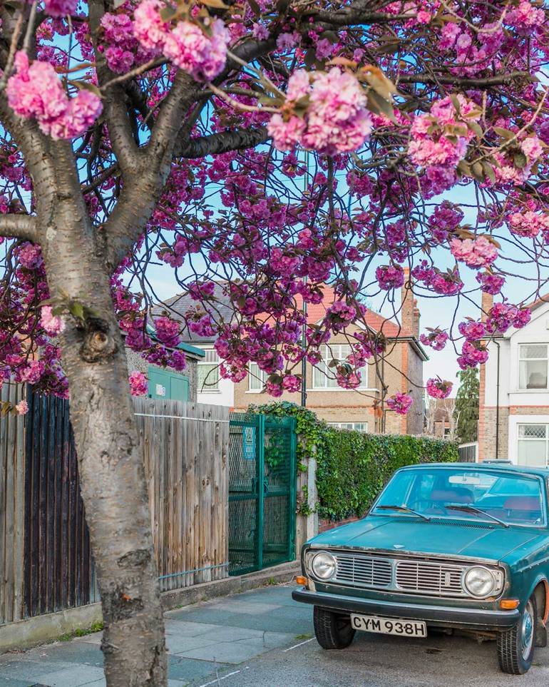 Cherry Tree with Car - Limited Edition of 15 Photography by Wayne ...