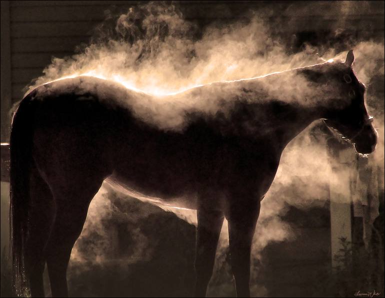 Cheval en lumière - Limited Edition of 15 Photography by Lawrence White ...