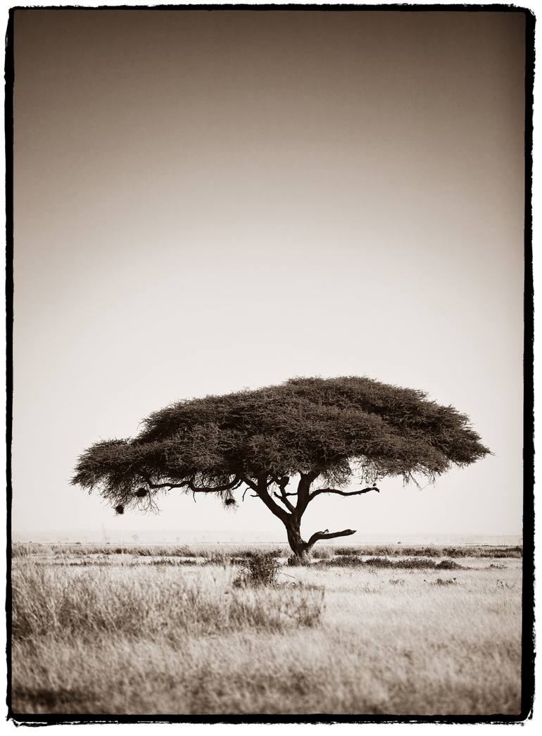 Acacia Tree Photography by Michael Haber | Saatchi Art