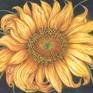 Sunflower Gaze Drawing by Roberta Dougherty | Saatchi Art