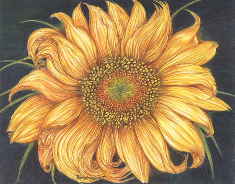 Sunflower Gaze Drawing by Roberta Dougherty | Saatchi Art