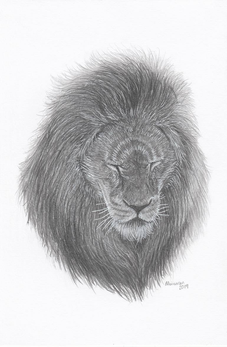 Drawing of Big Cat - Lion King by Moiimran Animal Wildlife Drawing by ...