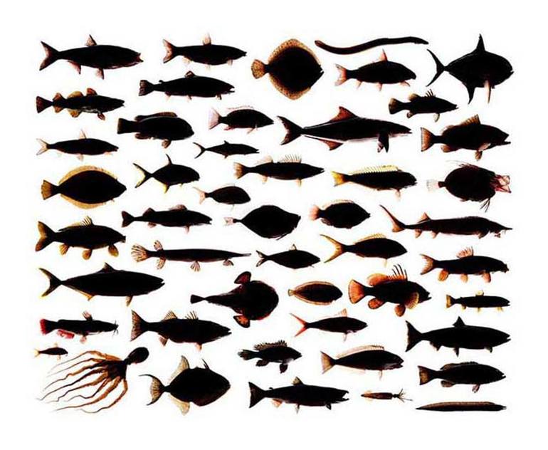 48 fish (From One Fish Two Fish Series) Photography by Marc Dimov ...