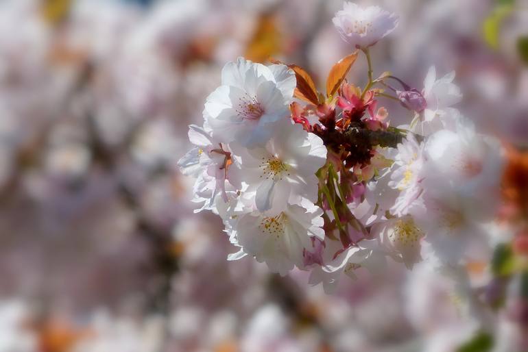 Cherry Blossom Photography by Helen George | Saatchi Art