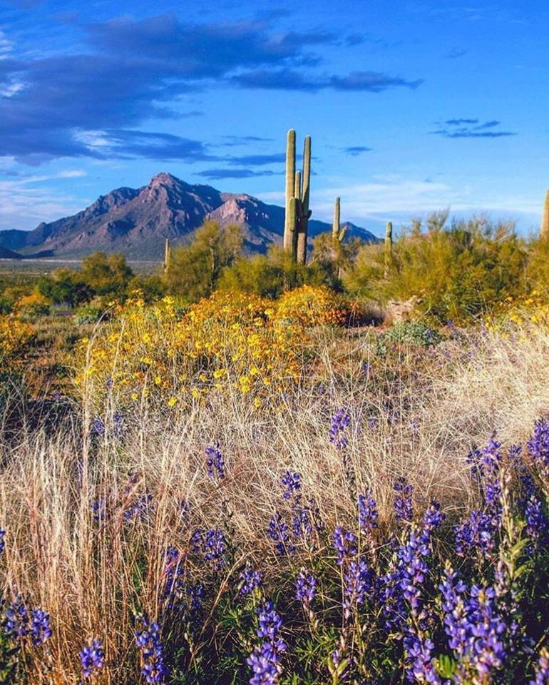 Thomas Gehrmann | Desert Botanical Garden in Phoenix Photography by ...