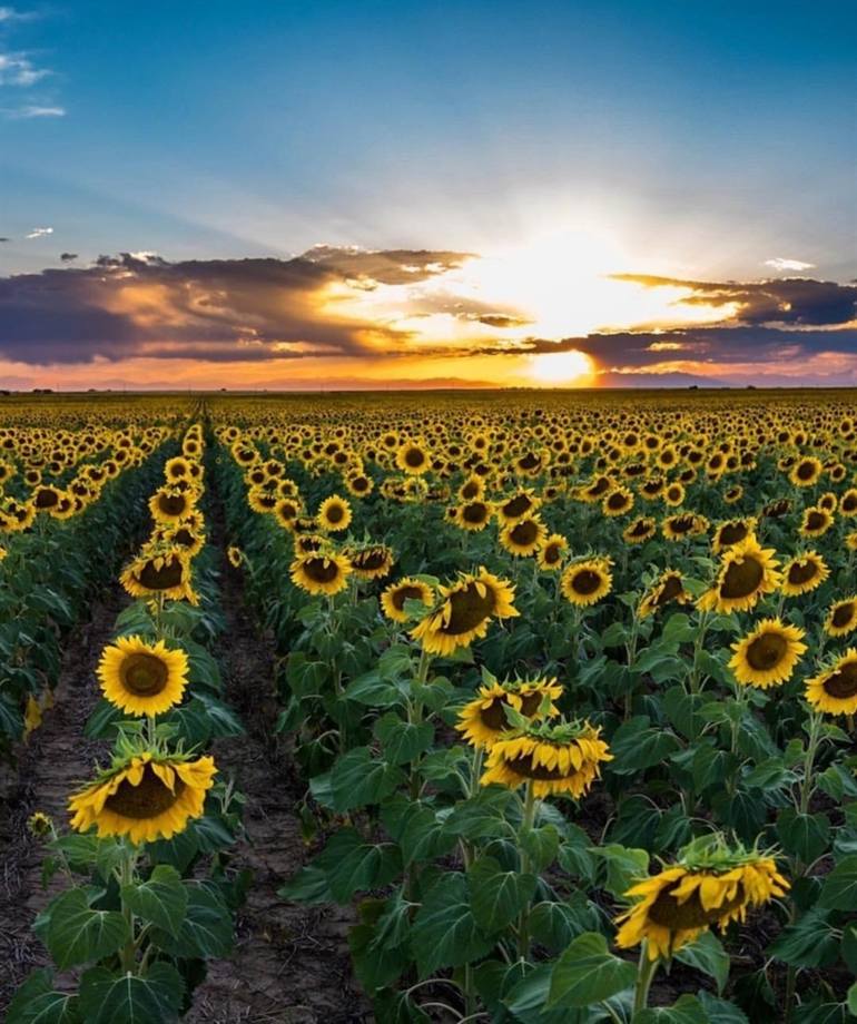 Thomas Gehrmann | Sunflowers in the fields of Colorado Springs Painting ...