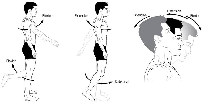 Why shoulder mobility is important Drawing by Thomas Gehrmann | Saatchi Art