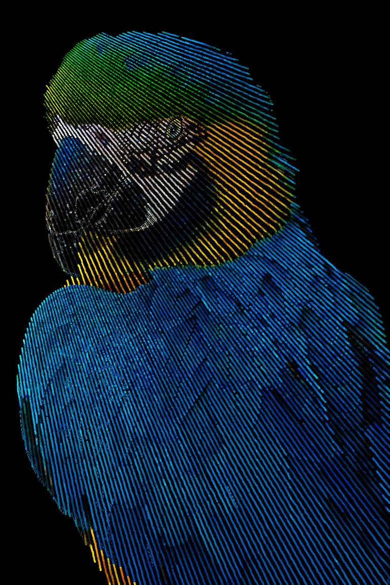 Blue Macaw Digital by Vincent Zuniaga | Saatchi Art