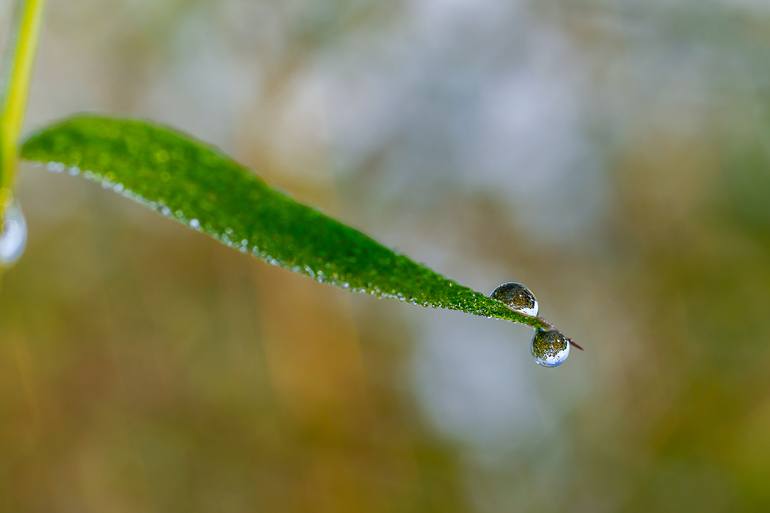 Raindrops Reflection - Limited Edition of 15 Photography by Vincent ...