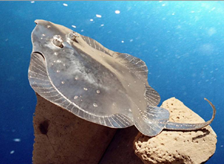 Fish Slope Sculpture by Vitaly Marin | Saatchi Art