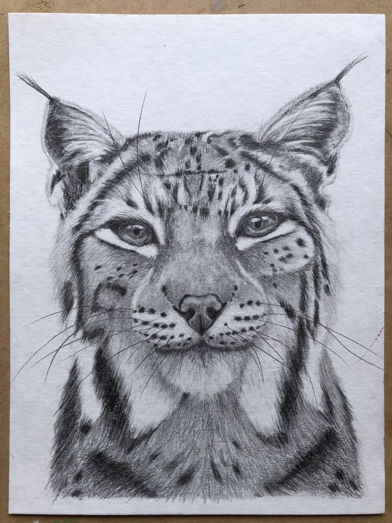 Lynx Drawing by Elena Belous | Saatchi Art