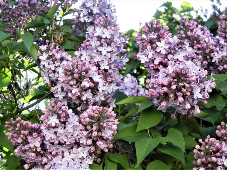 Flowering Lilac - Limited Edition of 300 Photography by Rainier Karl ...