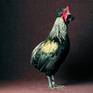 The Magnificent Chicken - Limited Edition of 15 Photography by Tamara ...