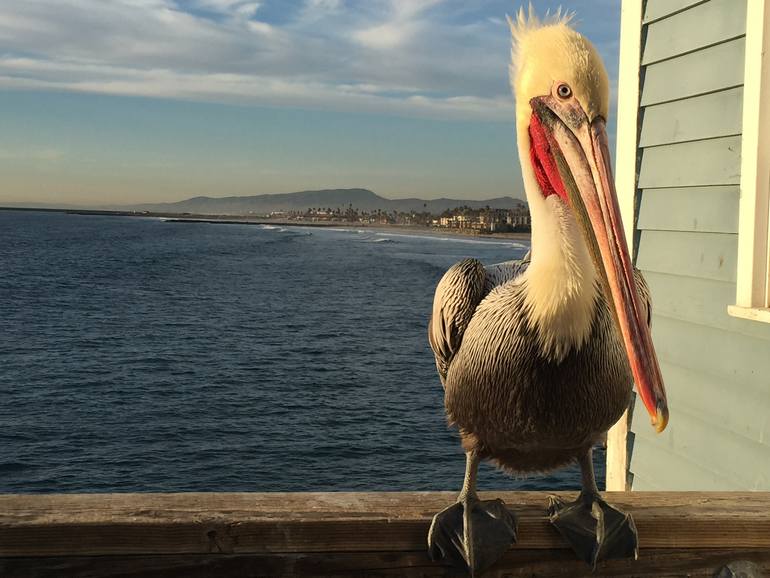 Pelican II - Limited Edition - 3 left out of 10 Photography by Susana ...