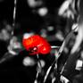 Red poppy on the dark silver background #2 - Limited Edition of 5 ...