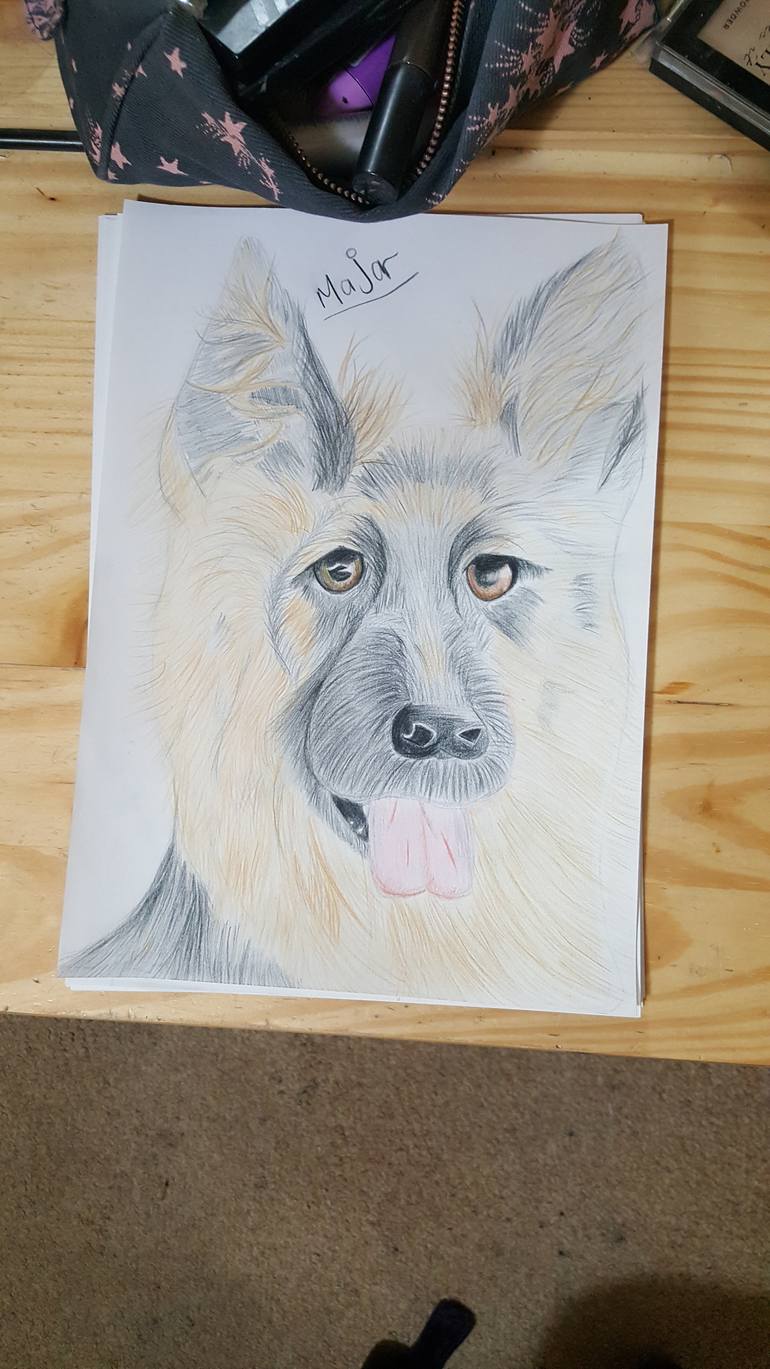 Major ( German Shepherd) Drawing by Megan Atwell | Saatchi Art