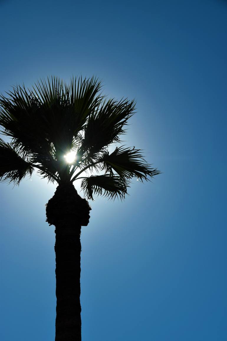Sun Through Palm Tree Photography by Carol Lazzaretti | Saatchi Art