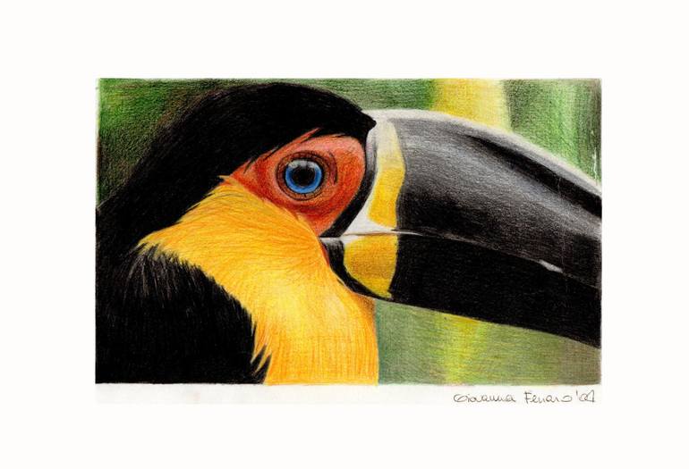 Tucano Drawing by Giovanna Ferraro | Saatchi Art