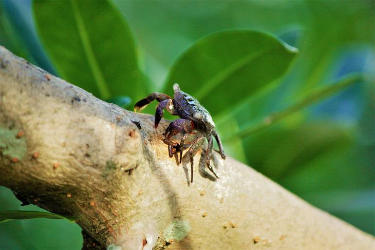 Mangrove Crab Photography By Lyn Kelly Saatchi Art