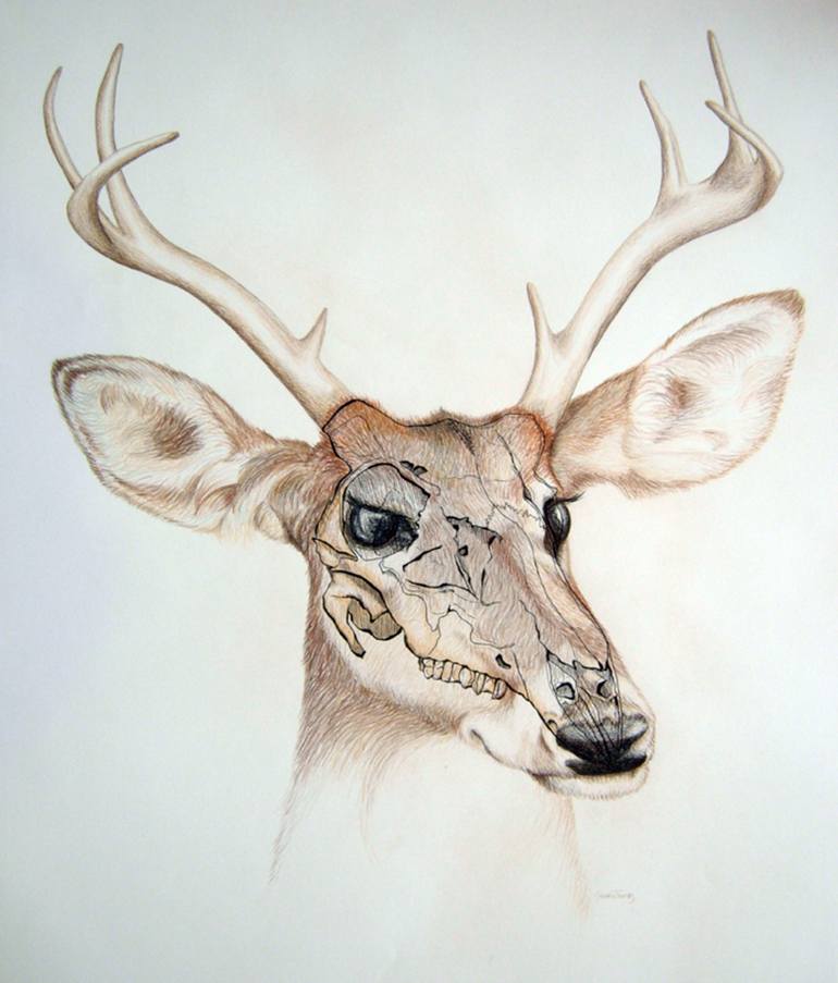 Deer inside & out Photography by Stephen Thomas | Saatchi Art