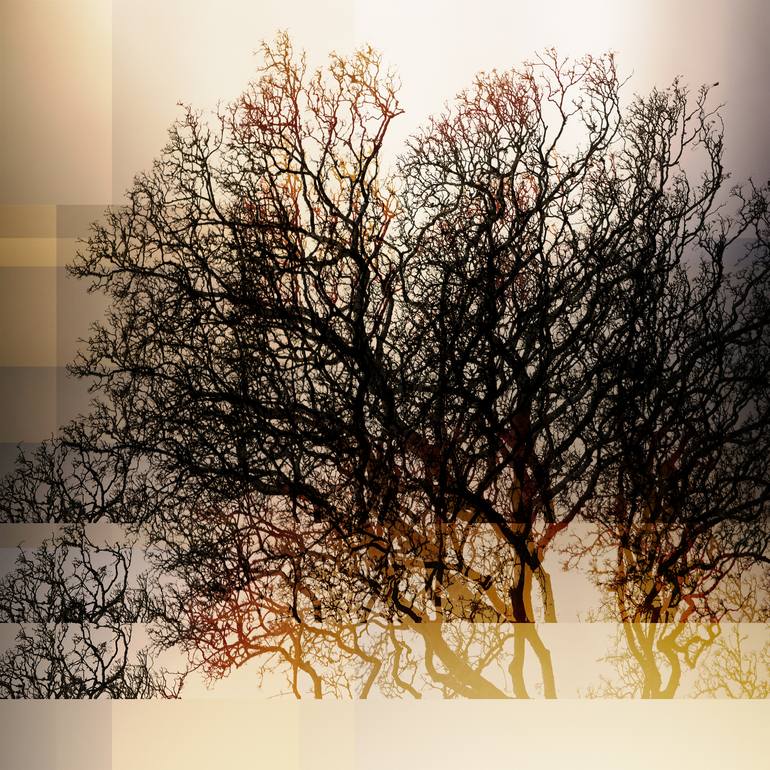 Trees - Limited Edition of 10 Photography by Steven Morris | Saatchi Art