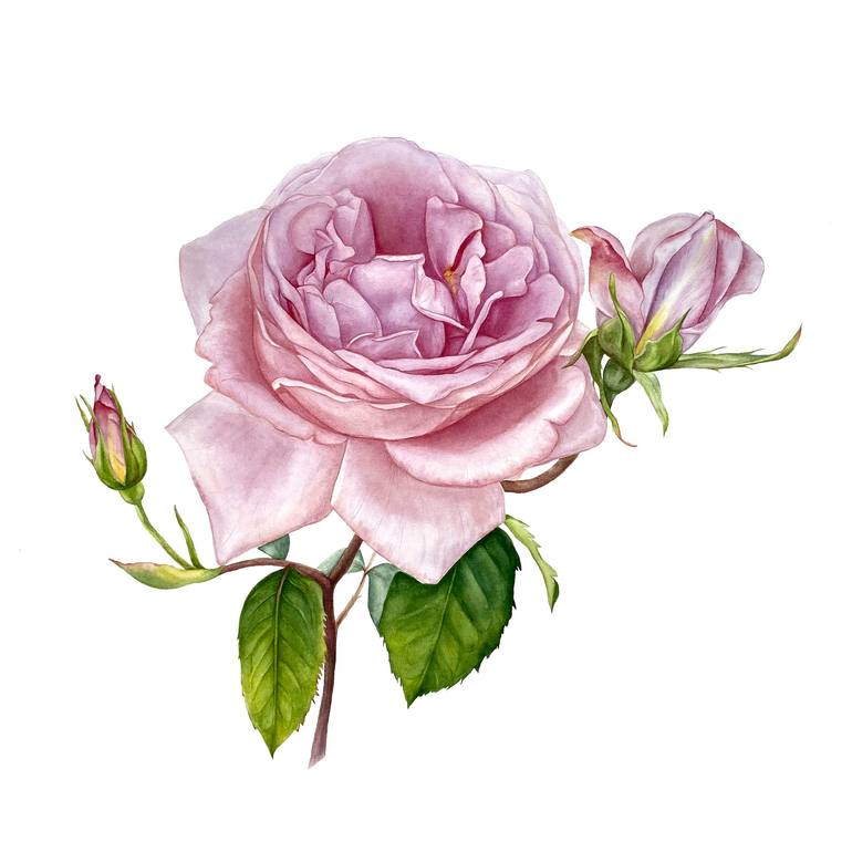 Pink Royal Rose Painting by Anna Lyashenko | Saatchi Art