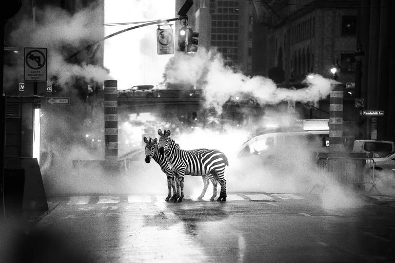 Zebras in the city. Edition 25/25 Photography by robert willingham ...