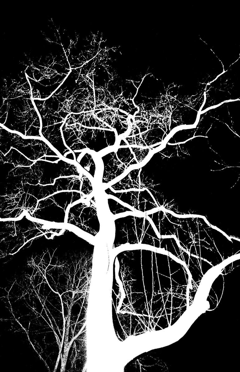 Thunder Tree - Limited Edition of 10 Photography by Andrea Ravanini ...