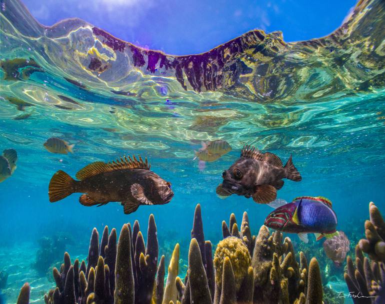 Rock Cod and Moon Wrasse, Ningaloo reef, Australia. Photography by Tim ...