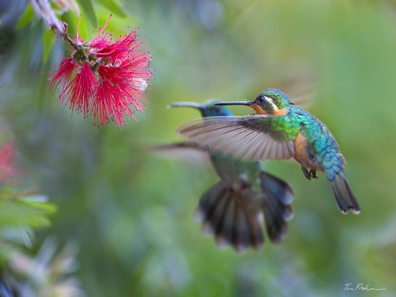Gray-tailed Mountain-gem, Costa Rica. Photography by Tim Fitzharris ...