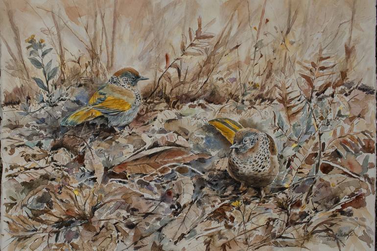 Himalayan Laughing Thrush Painting by Manisha Padhye | Saatchi Art