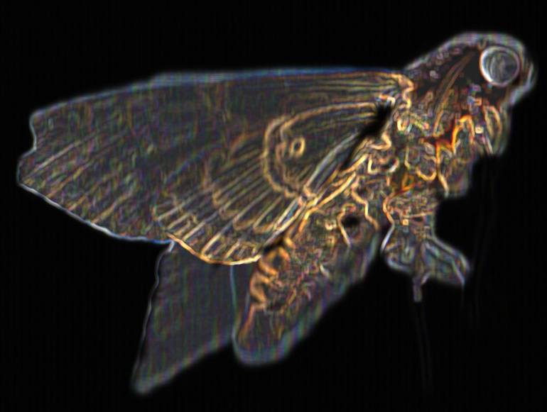 Death's Head Moth Photography by Marisa Cunningham | Saatchi Art