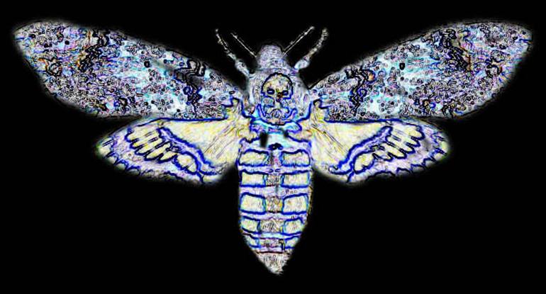 Death's Head Moth Photography by Marisa Cunningham | Saatchi Art