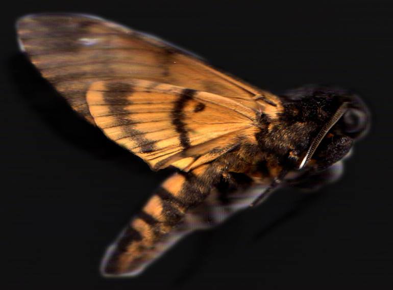 Death's head Moth Photography by Marisa Cunningham | Saatchi Art
